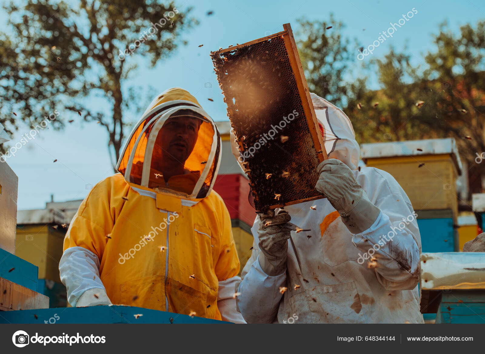 Beekeepers Checking Honey Beehive Frame Field Small Business Owners ...