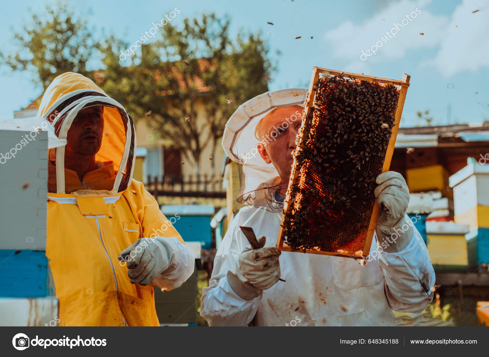 Beekeepers Checking Honey Beehive Frame Field Small Business Owners ...