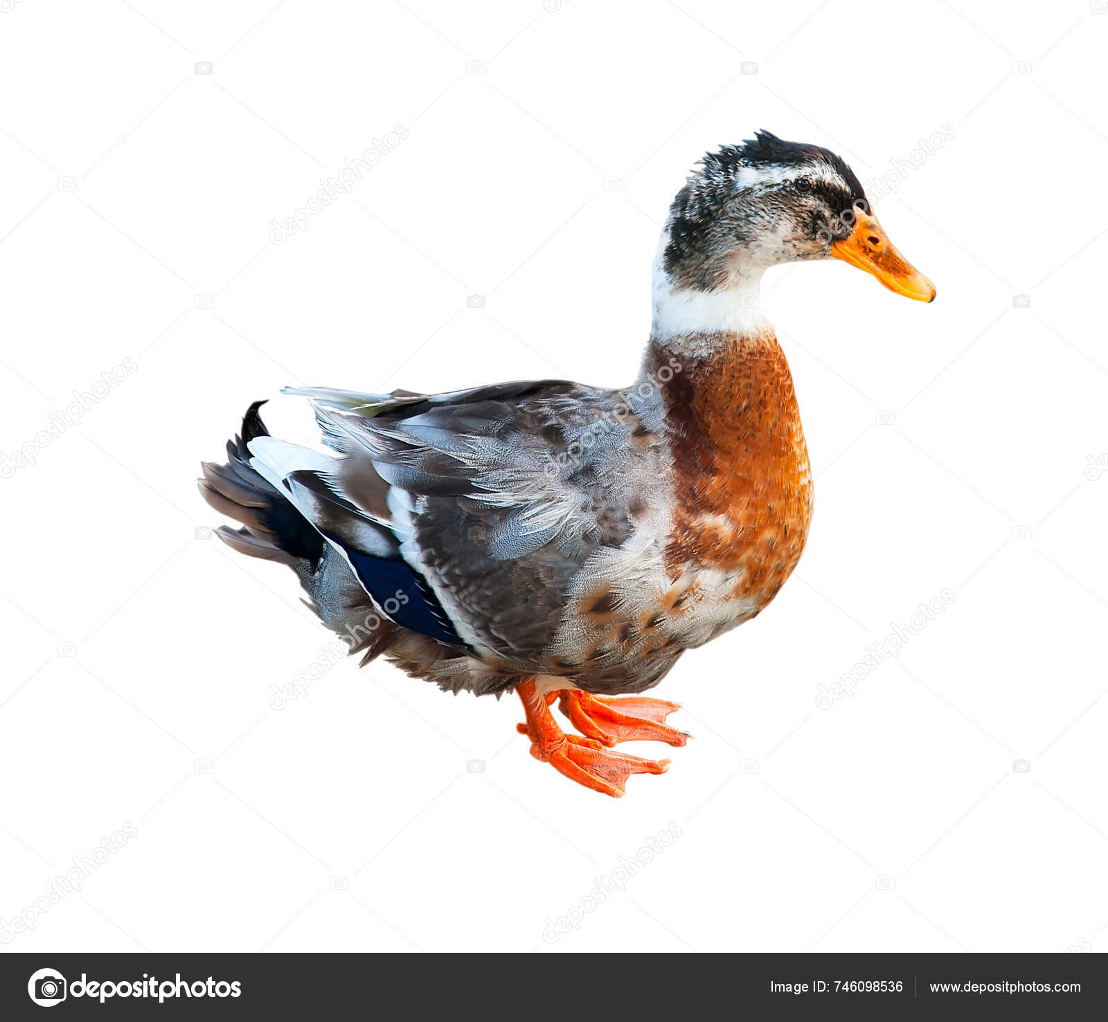 Pato Manzana Plateado Aislado Sobre Fondo Blanco — Foto de stock ...