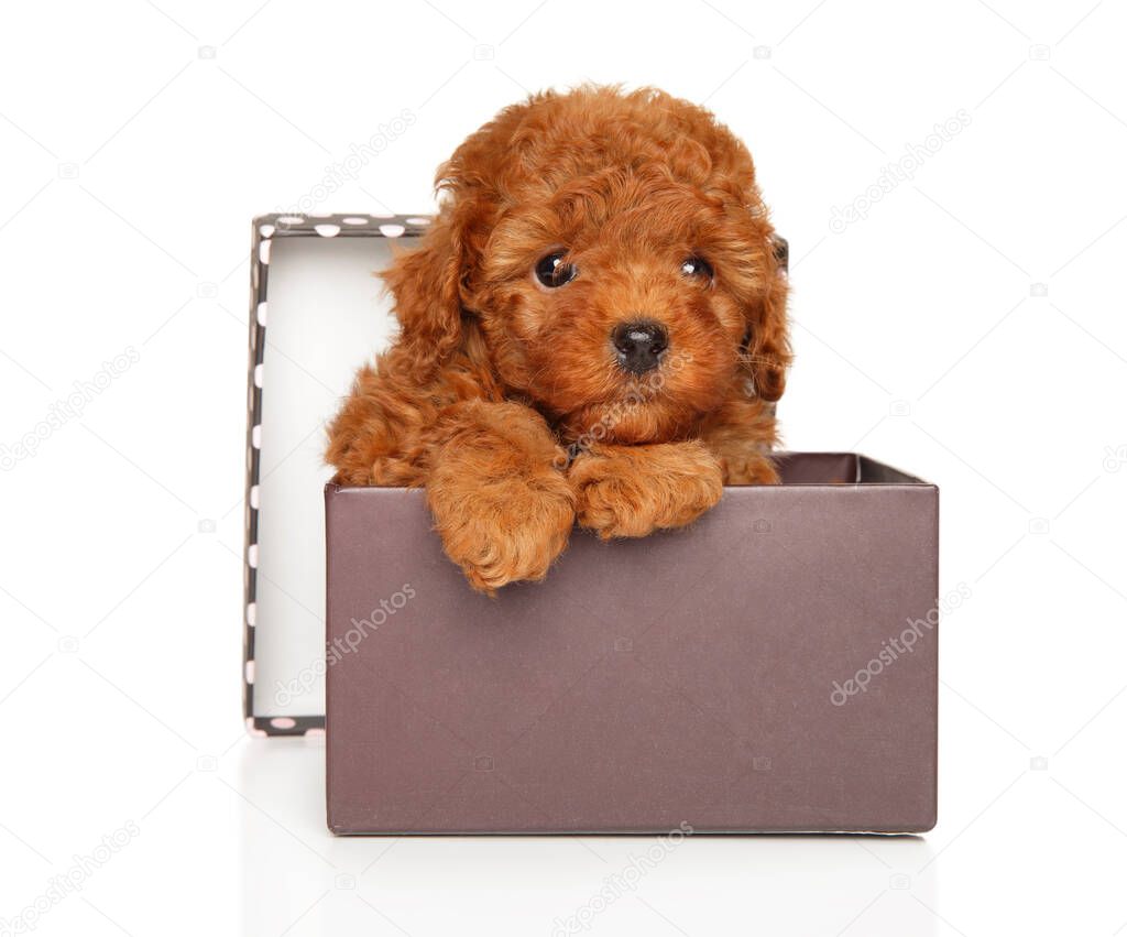 Adorable cachorro de 1 mes de edad Toy Poodle con pelo rizado marrón ...