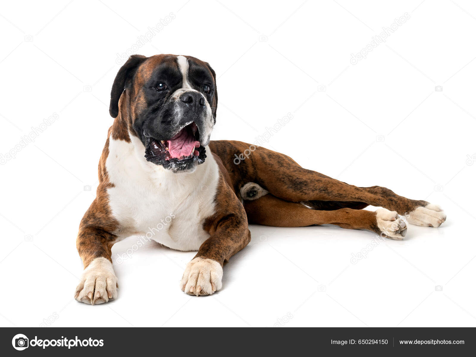 White Male Boxer Dogs