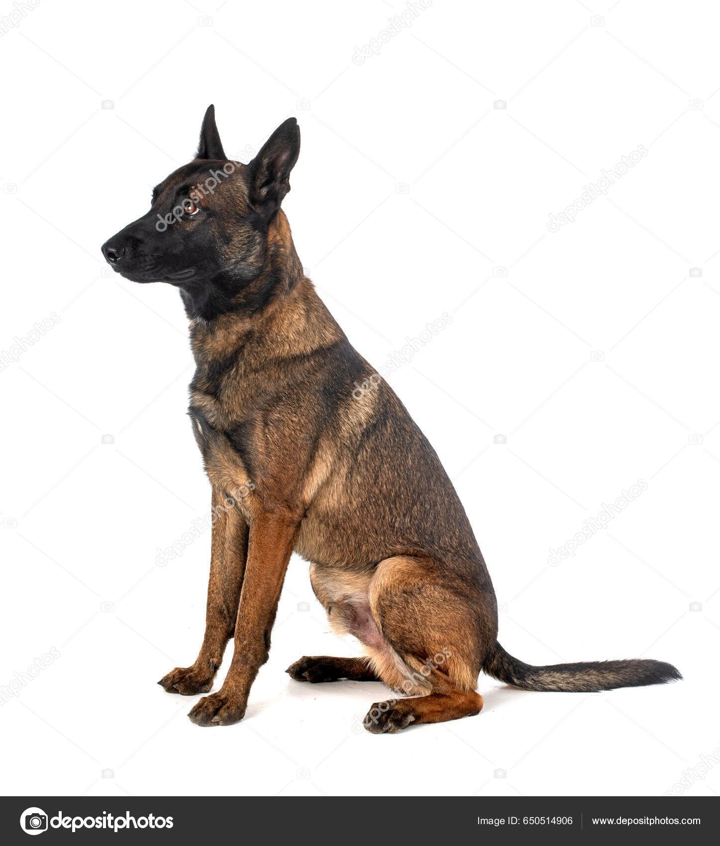 White Belgian Shepherd