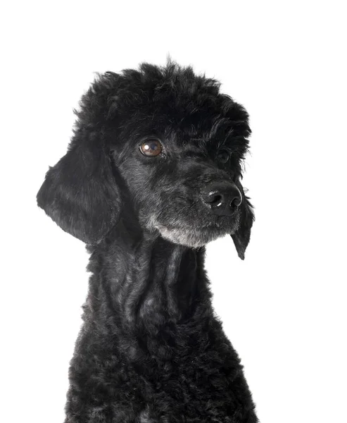 Black cockapoo Stock Photos, Royalty Free Black cockapoo Images ...