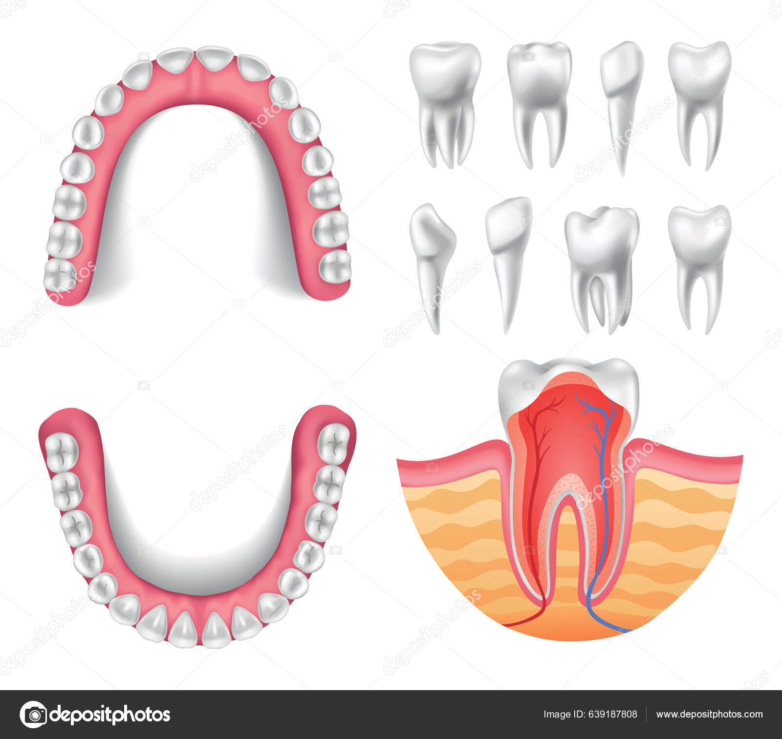 Tooth Anatomy Cross Section Jaw Sweep Anatomical Chart Medical Banner Vecteur par ©Designer ...
