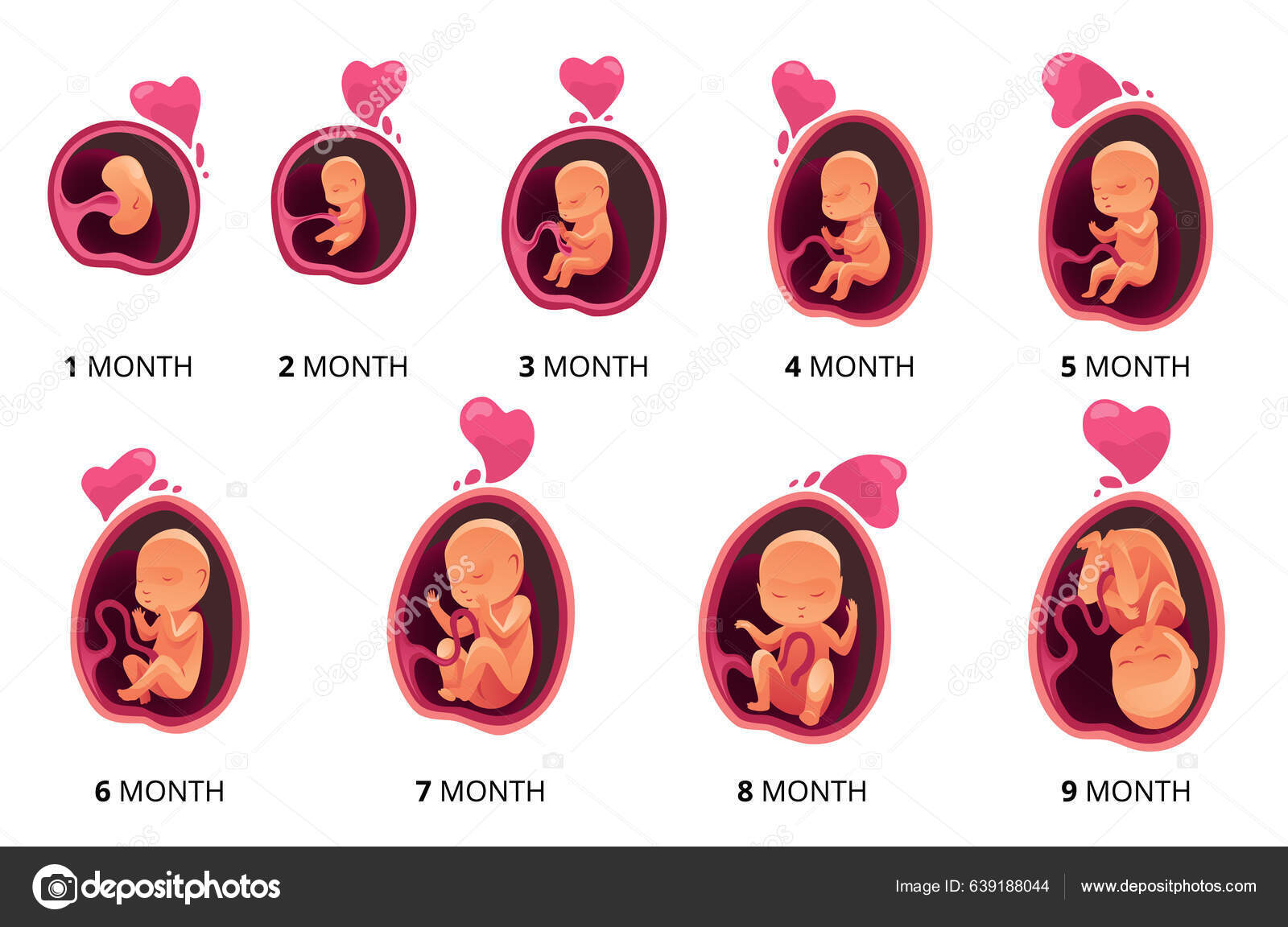 Crecimiento Etapa Del Mes Embrionario Iconos Infografía Plana Del ...
