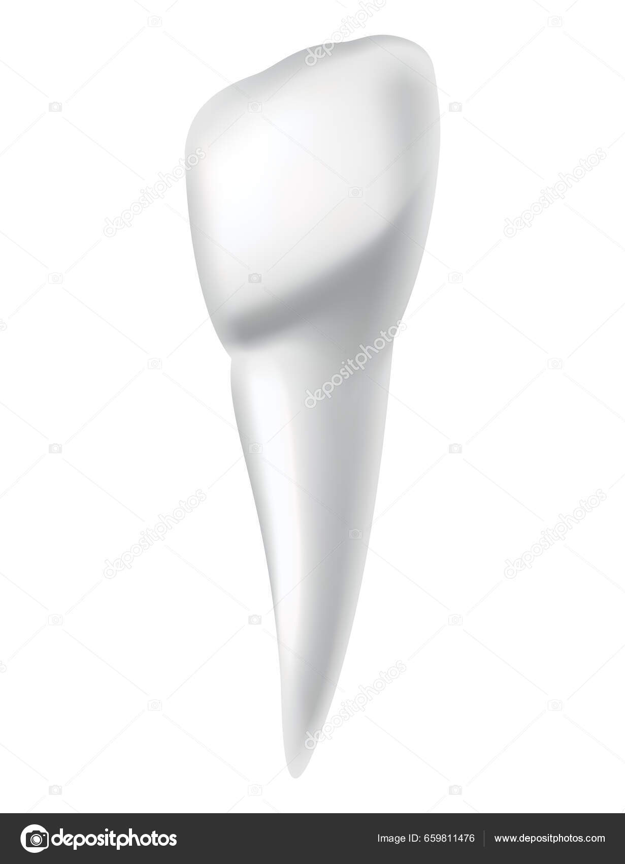 Tooth Anatomy Medical Banner Poster Illustration Realistic White Tooth ...