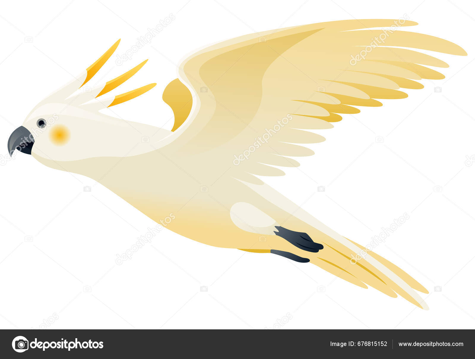 Parrot Animation Exotic Adorable Fauna Character Flight White Sulphur ...