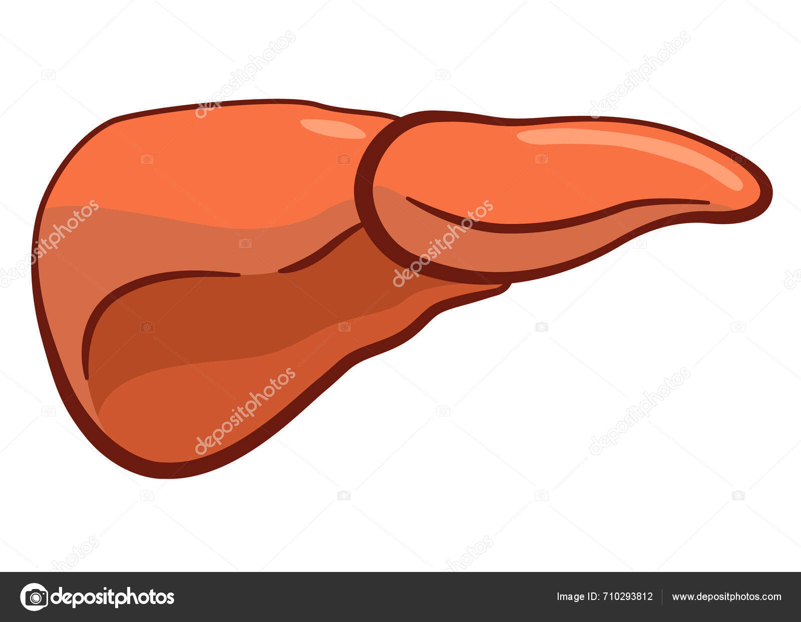 Órgão Interno Corpo Humano Fígado Cartaz Info Anatomia Médica Elemento Vetor de ©Designer_things ...