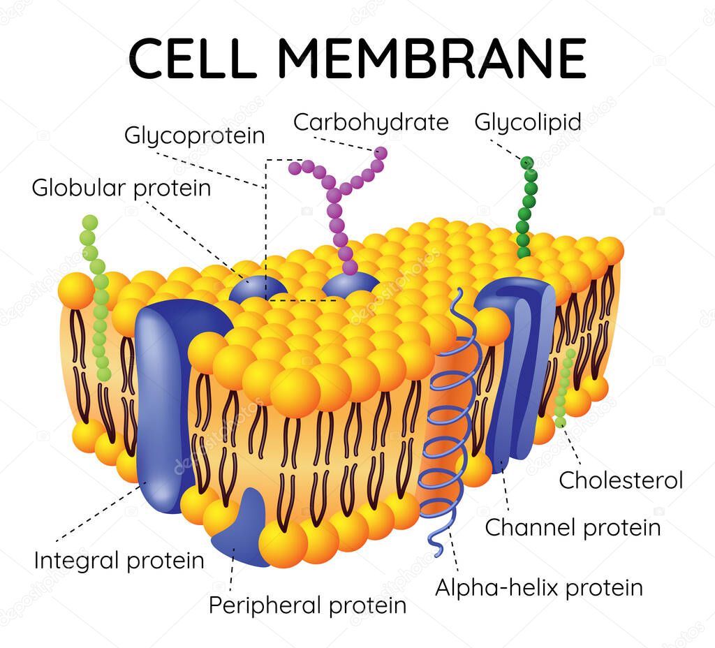 Cell membrane anatomical structure. Labeled educational scheme with ...
