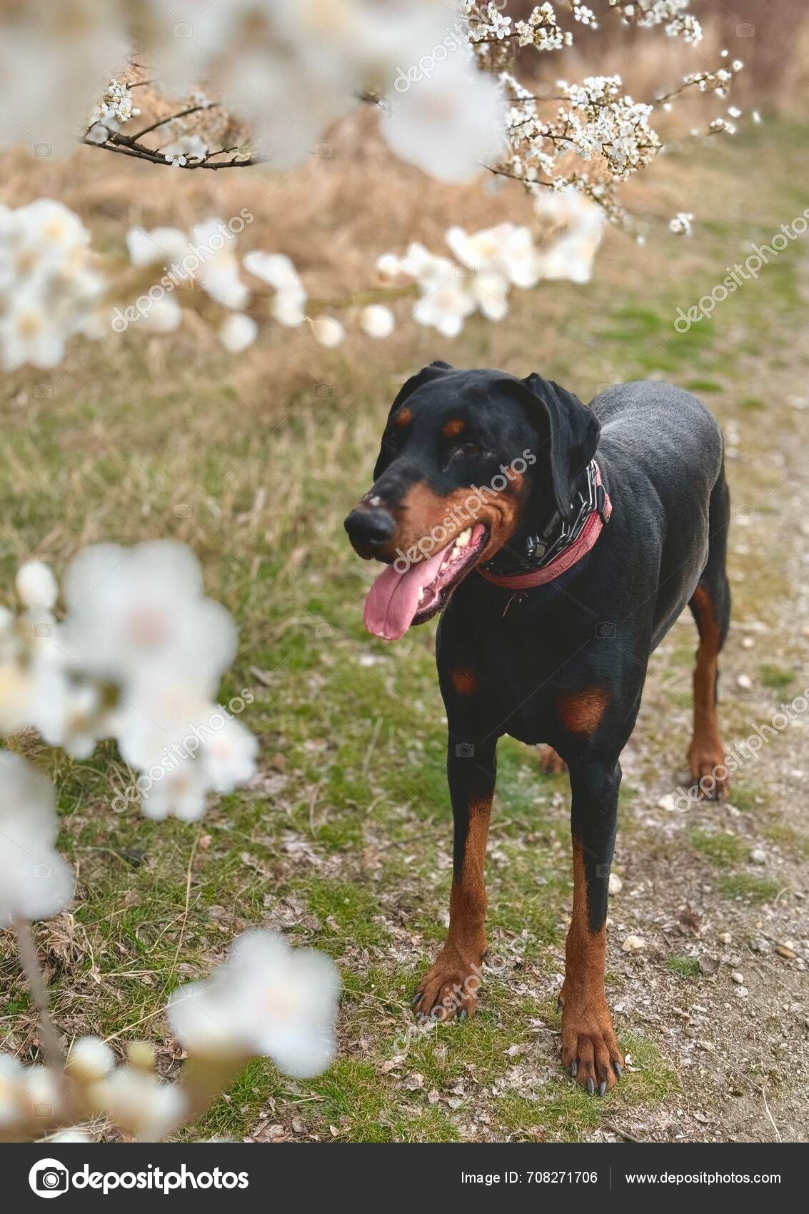 One Female Dog Black Tan Doberman Pinscher Standing Grass Spring ...