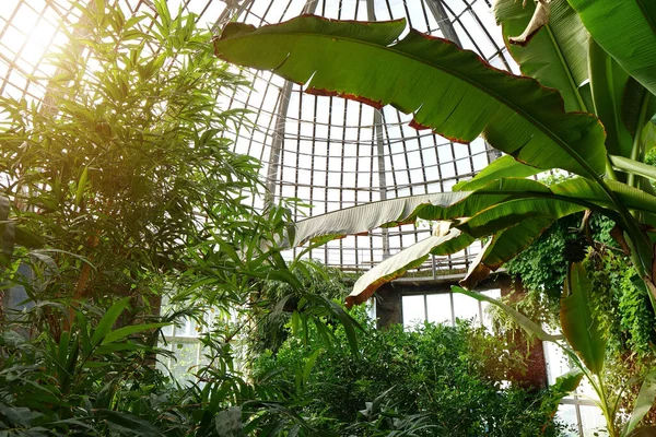 Live green tropical plants in conservatory, ecological development of ...
