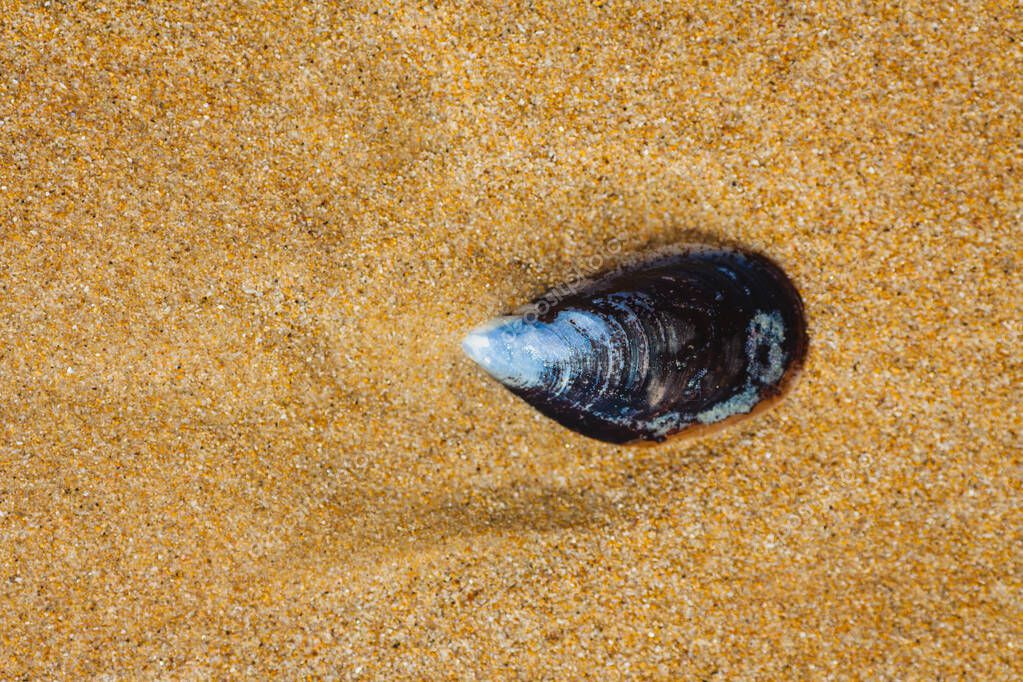 Esta foto de primer plano se centra en una sola concha oscura ...