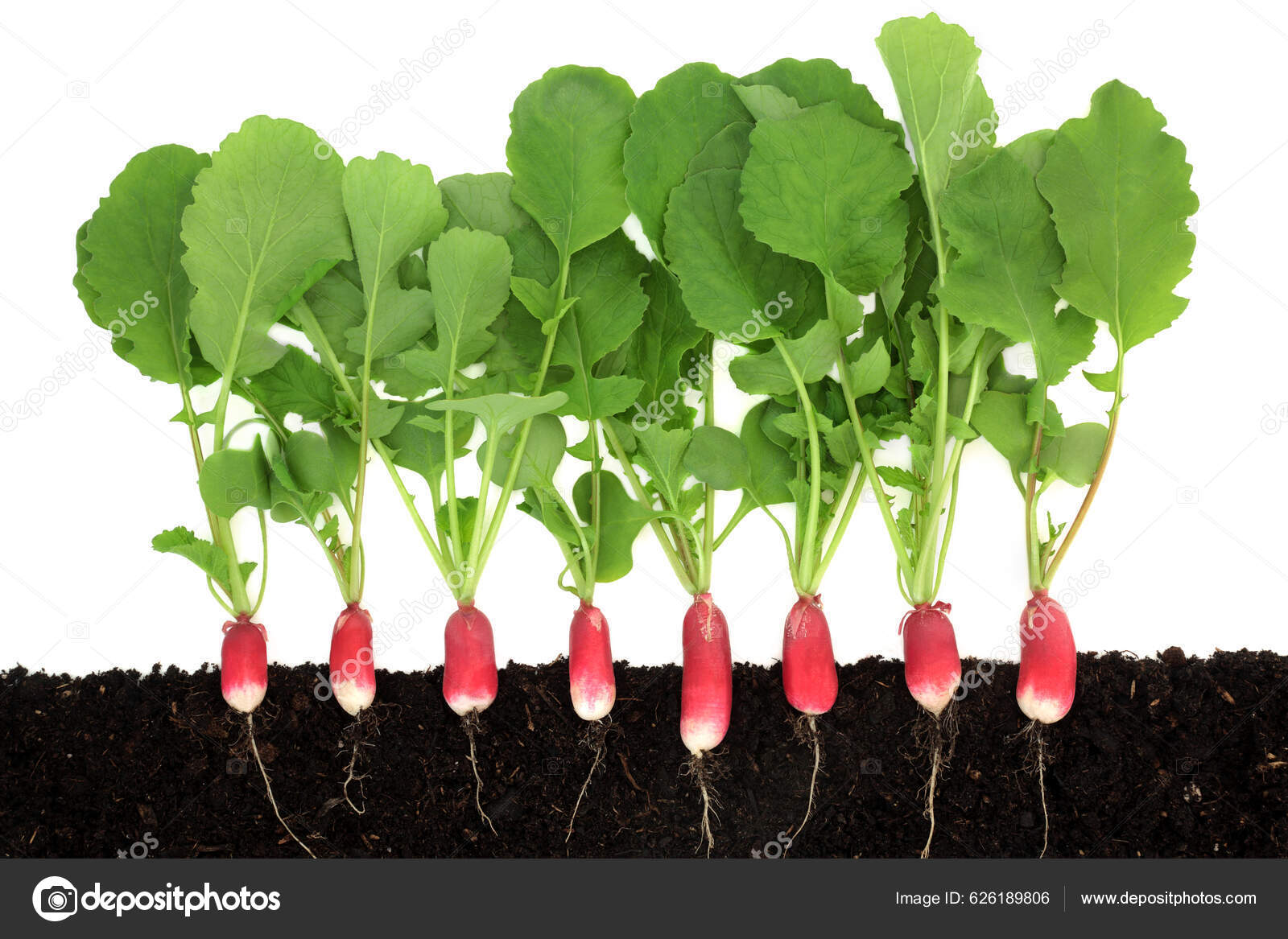 Radish Vegetable Plants Roots Growing Earth Cross Section View Organic ...