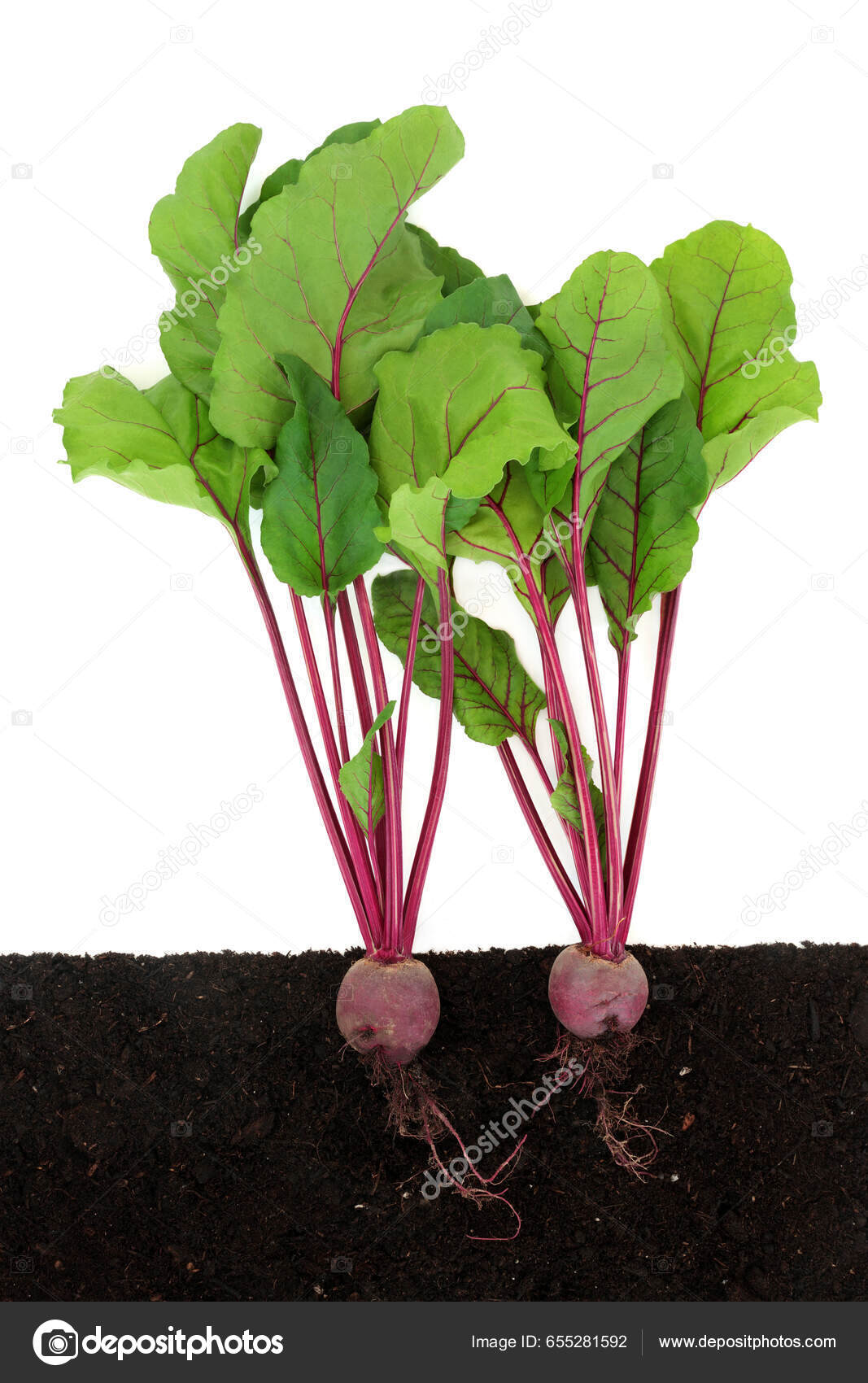 Beetroot Plant Flower