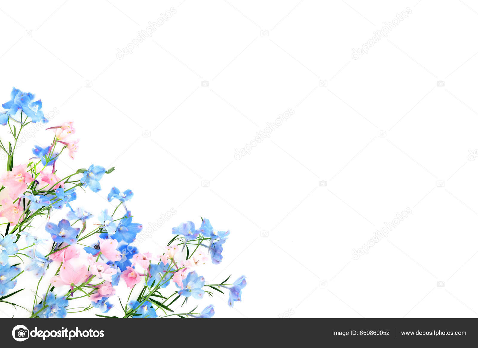 Pink Blue Delphinium Wildflower Background Border Summer Flower Minimal ...