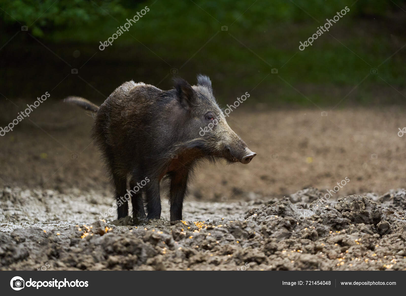 Juvenile Wild Hog Rooting Food Forest Daytime — Stock Photo © Xalanx ...