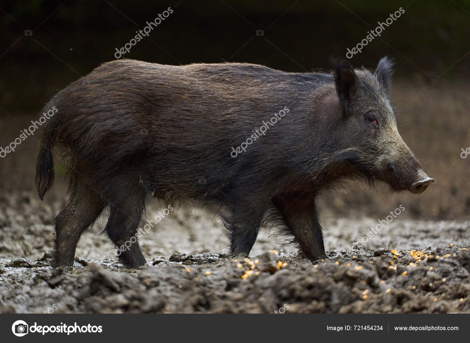 Juvenile Wild Hog Foraging Forest Daytime — Stock Photo © Xalanx #721454234