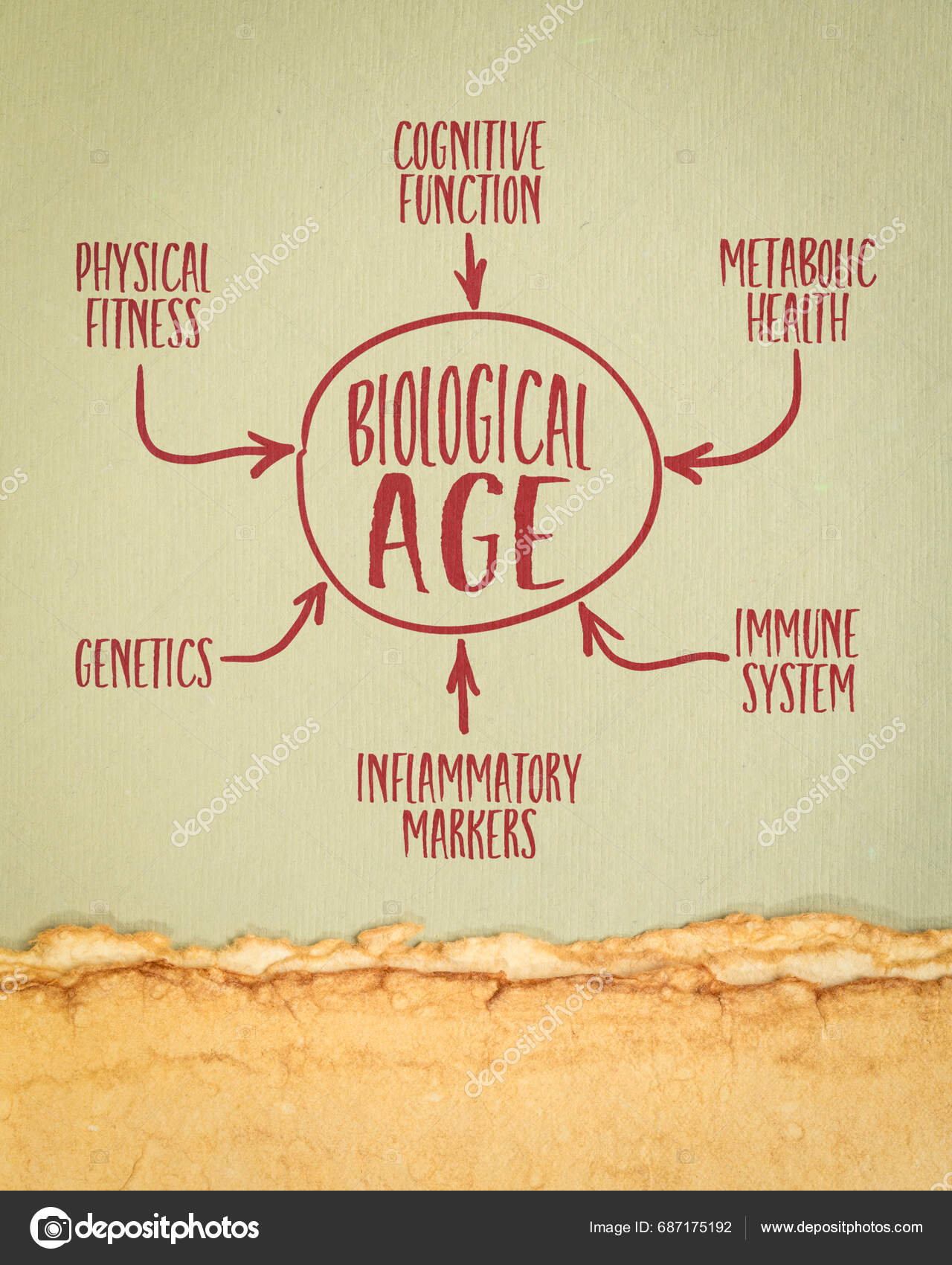 Biological Age Infographics Mind Map Sketch Art Paper Healthy Aging ...