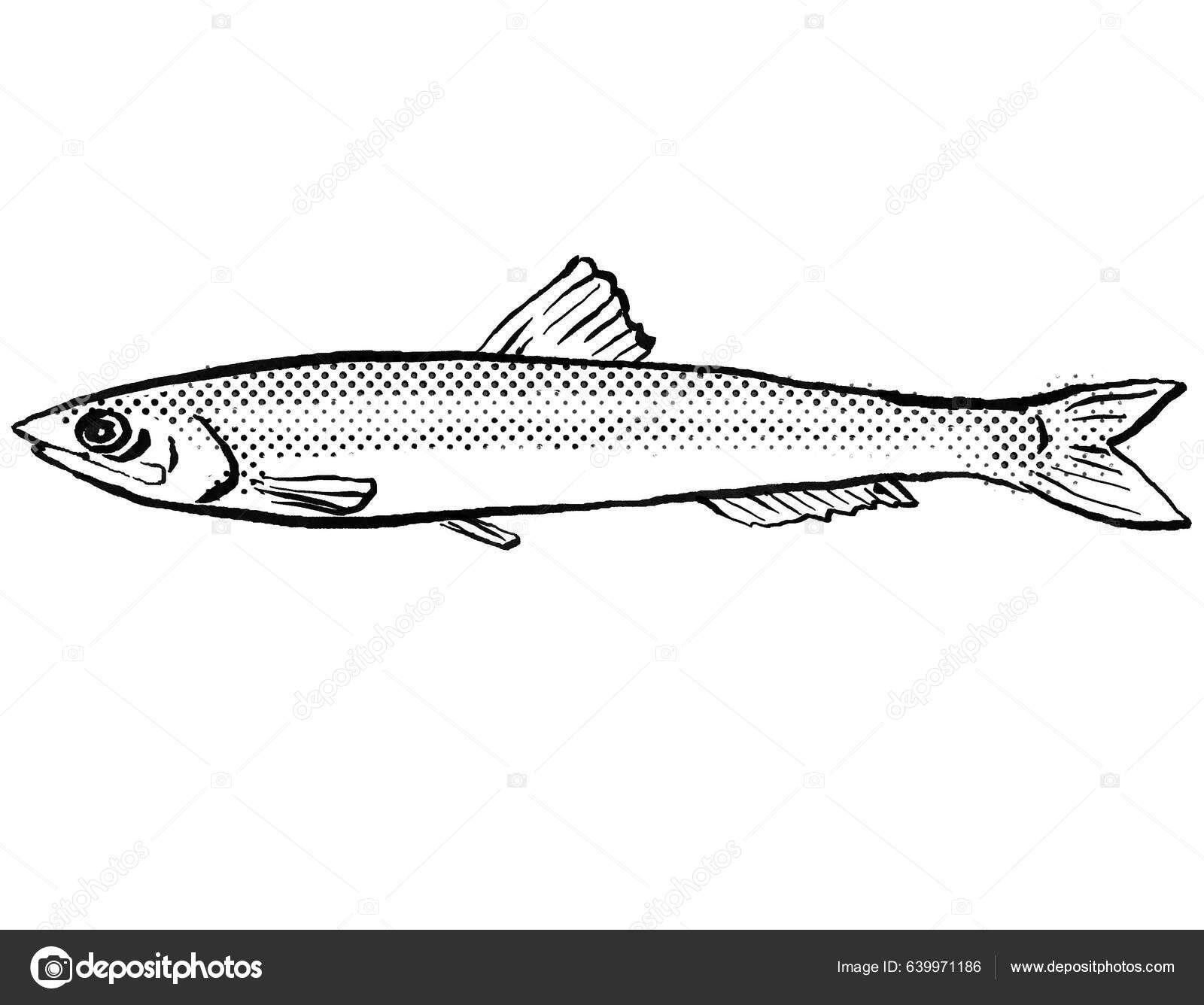 Cartoon Style Line Drawing European Anchovy Engraulis Encrasicolus Fish ...