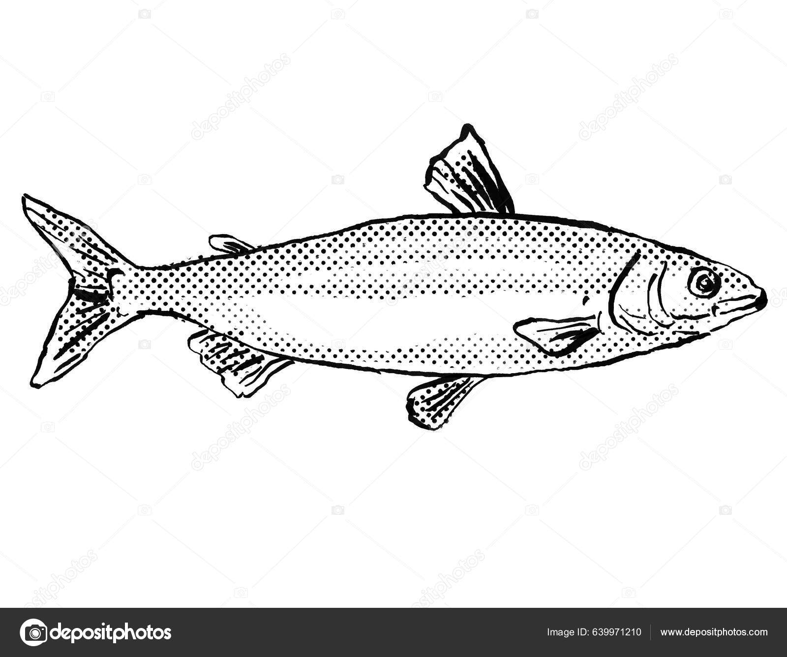 Fisk Svart Og Hvit Tegning Hoppende Tunfisk Blekk Svart Hvit Tegning