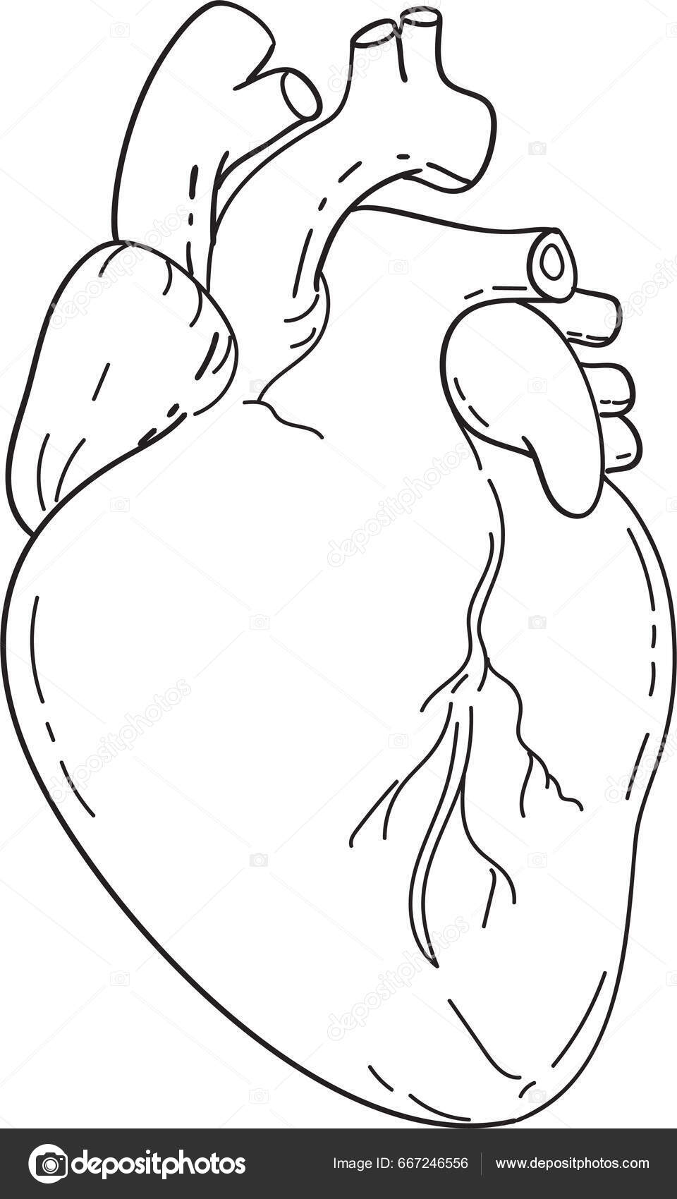 Menneskelige Hjerte Anatomi Mono Linje Kunst Tegning Stockvektor af ...