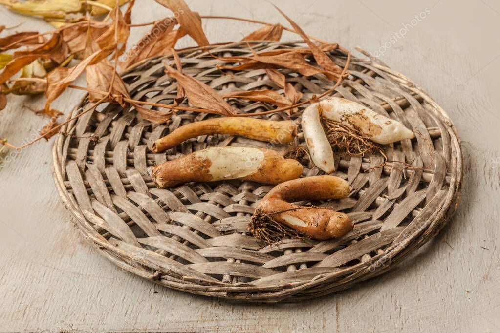 Climbing lily or gloriosa superba roots after end of growing season in ...