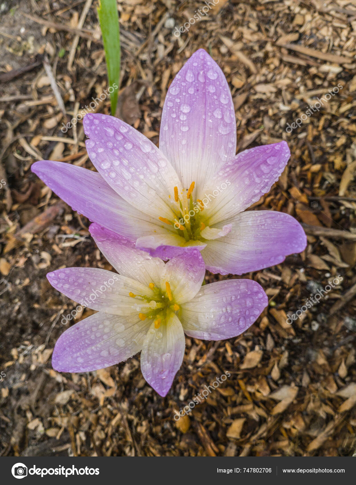 Blooming Purple Colchicum Giant Water Drops Garden Autumn — Stock Photo ...