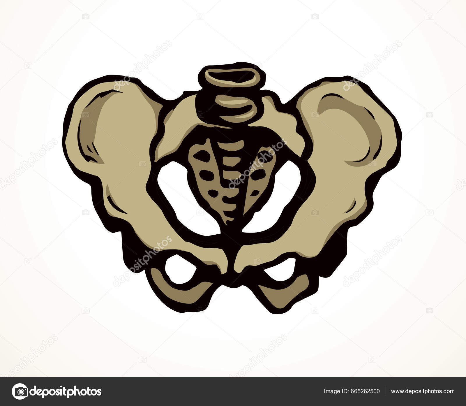 Front View White Old Sick Iliac Torso Column Pubic Crest 54 Off