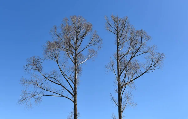 Simetria das árvores Stock Photos, Royalty Free Simetria das árvores ...