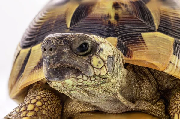 Turtle Isolated White Background Stock Photo by ©valio84sl 664259484