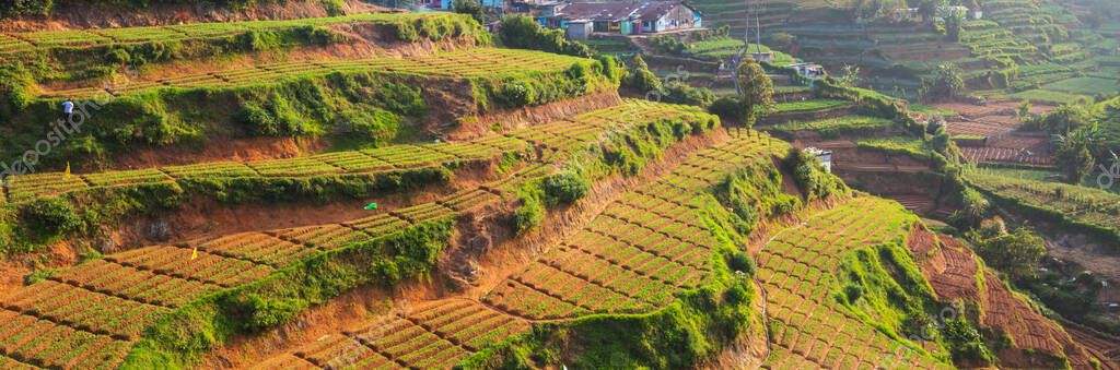 Cultivated hillside vegetable plantations on Sri Lanka. Beautiful rural ...