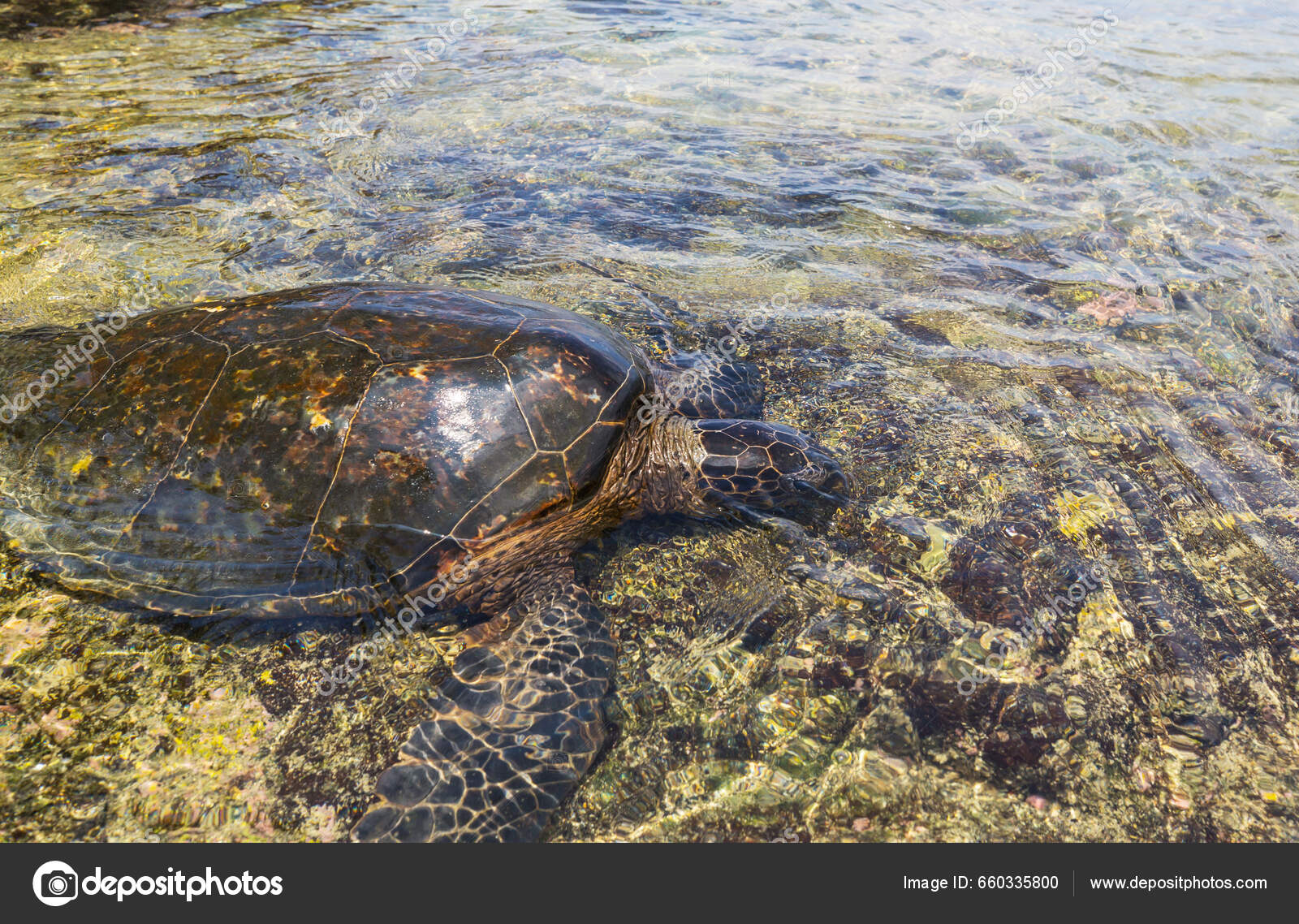 Giant Sea Tortoise