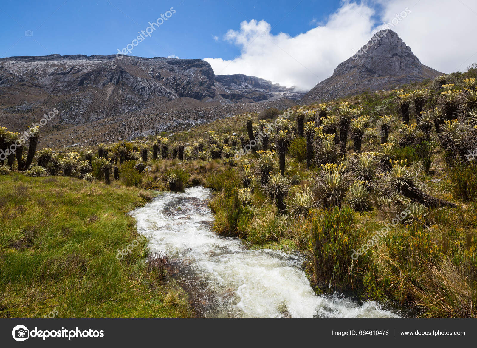 Columbia South America Plants