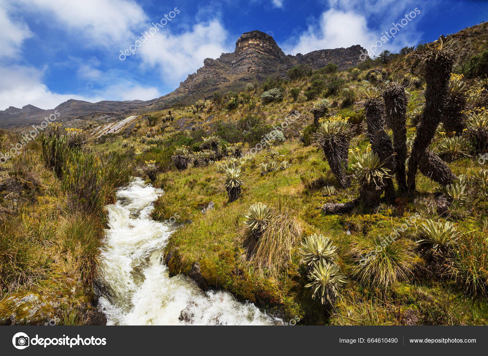 Columbia South America Plants