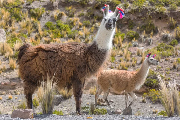 Llamas peru Stock Photos, Royalty Free Llamas peru Images | Depositphotos