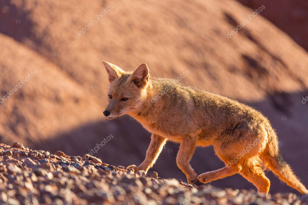 Zorro gris sudamericano (Lycalopex griseus), Zorro patagónico, en las ...