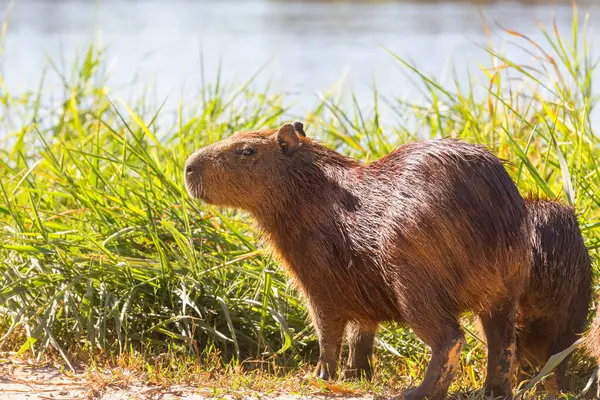 Imágenes de Capibara libres de derechos | Depositphotos