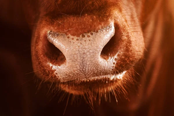 Macro cow nose Stock Photos, Royalty Free Macro cow nose Images ...