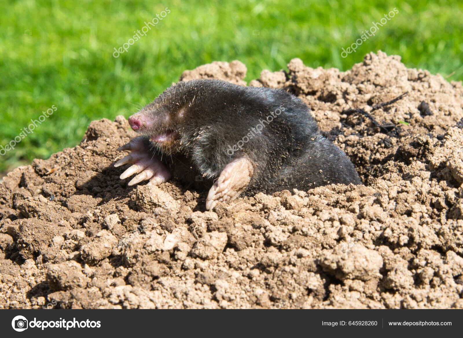 Common Mole