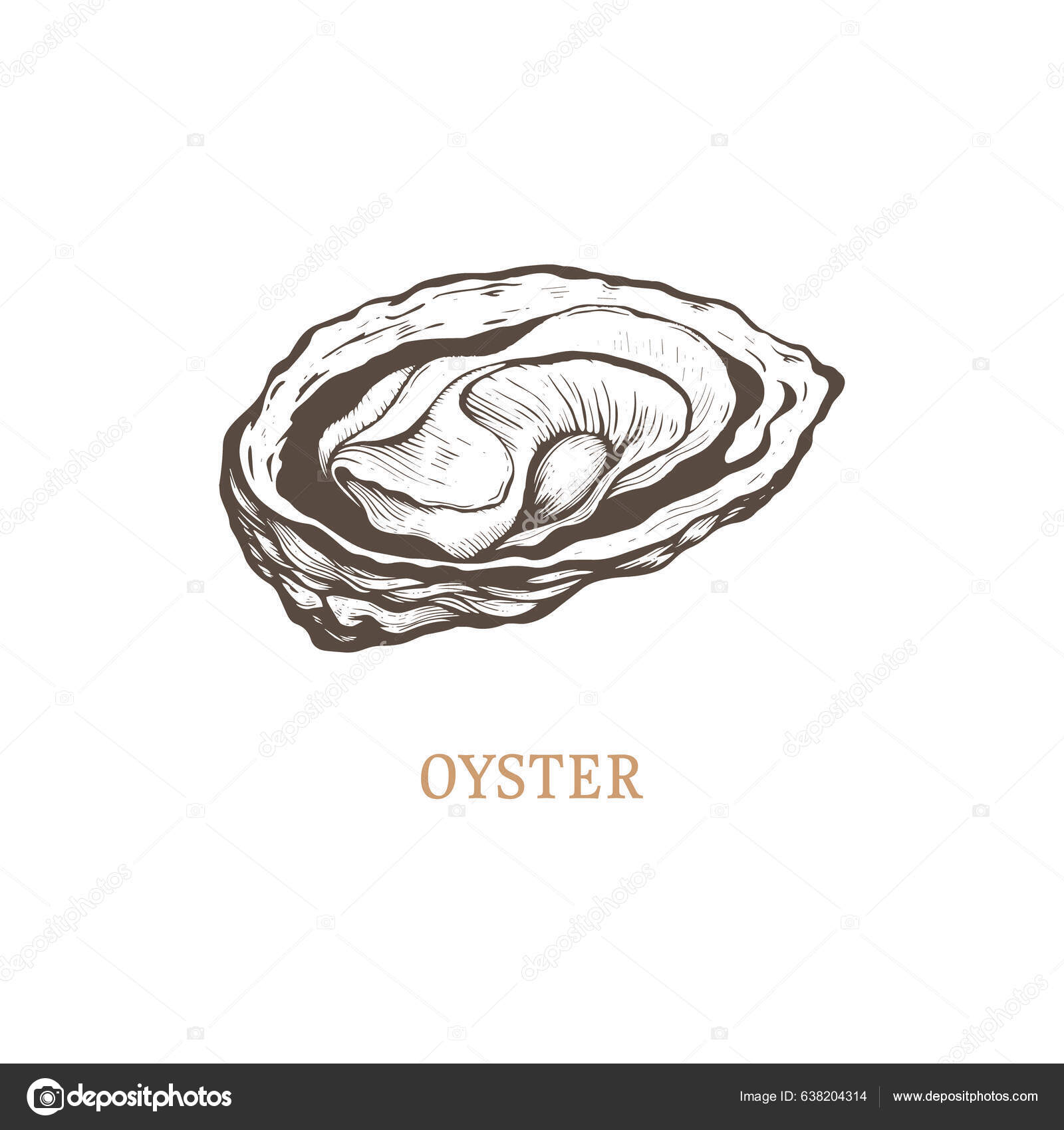 Oyster Sketch Vector Ilustración Cáscara Ostra Vector de stock ...