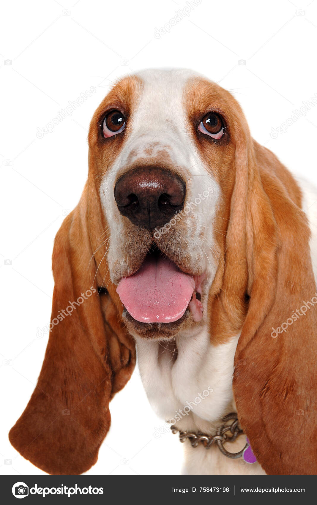 Happy Basset Hound Dog Clean White Background — Stock Photo © c-foto ...