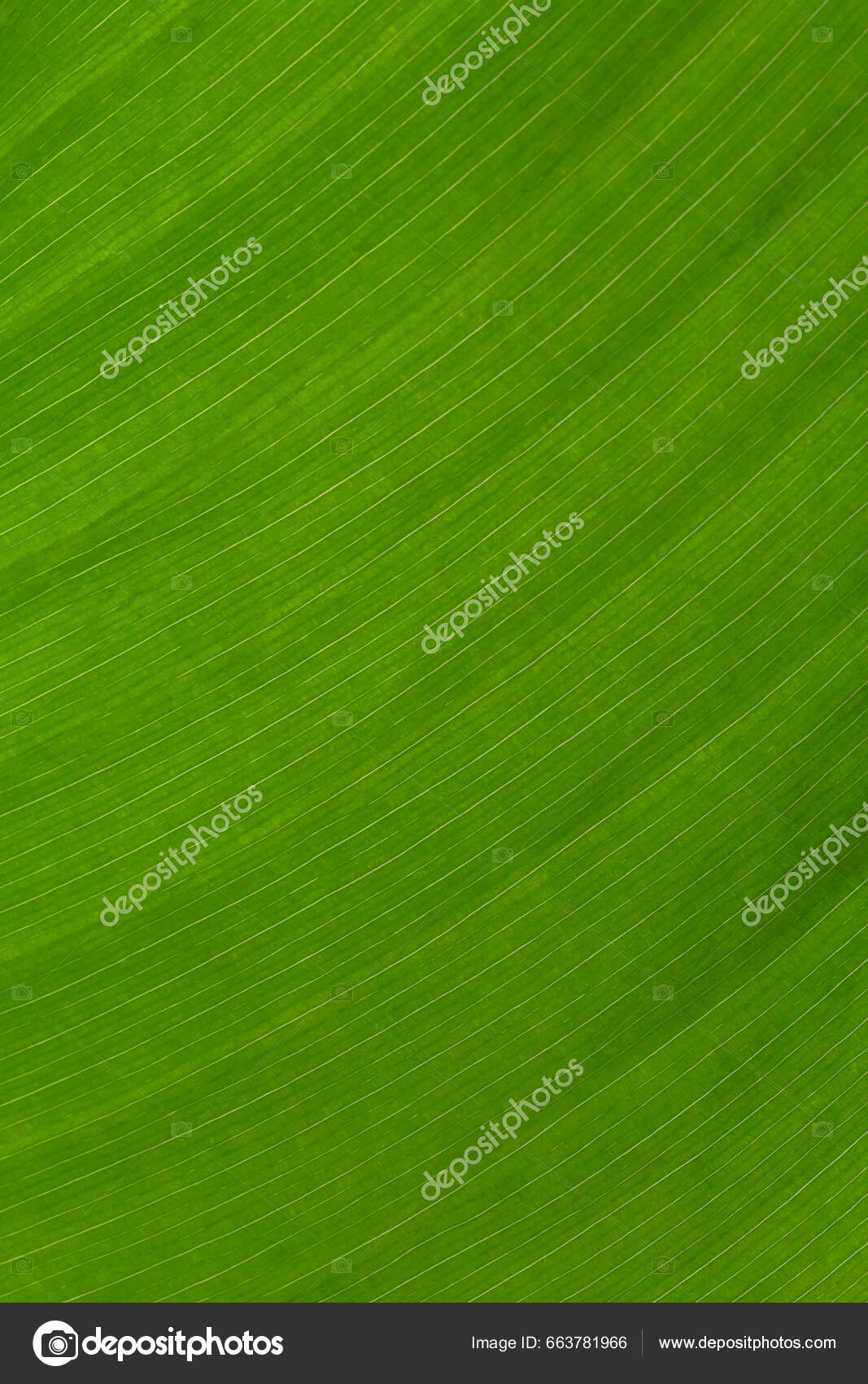 Palm Tree Leaf Texture