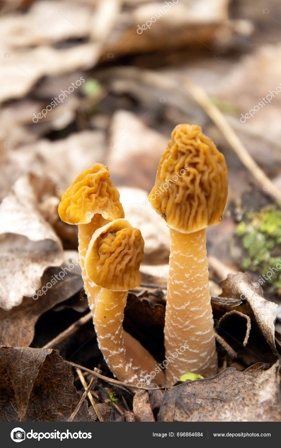 Morchella Verdadero Morel Género Hongos Comestibles Del Saco Con ...