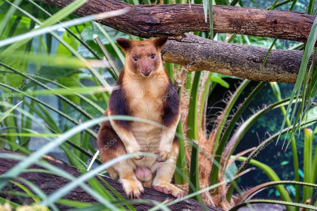 Goodfellows o canguro árbol adornado contra el follaje de la selva densa. Este marsupial arbóreo ...