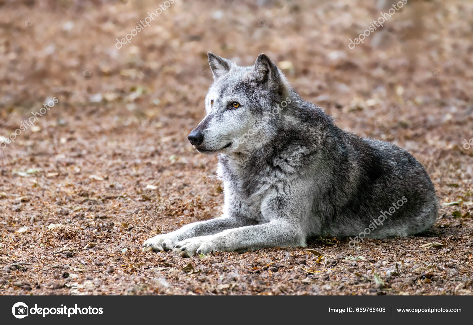 Que Es Un Perro Mackenzie