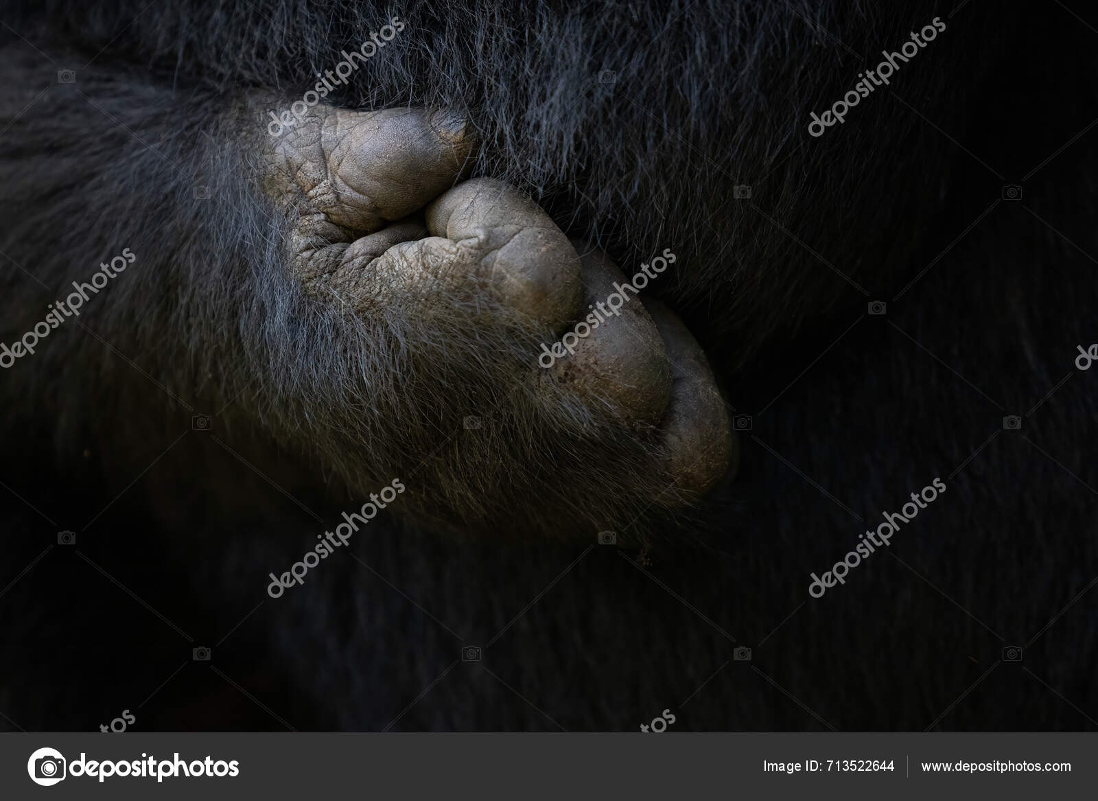 Detail Gorilla Hand Showing Digits Opposable Thumb Mountain Gorilla ...