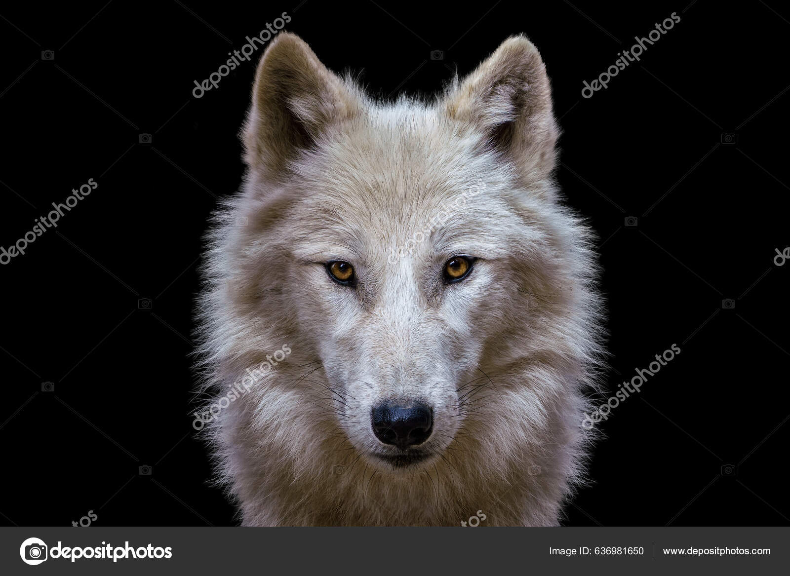 Portrait Arctic Wolf Isolated Black Background Polar Wolf — Stock Photo ...