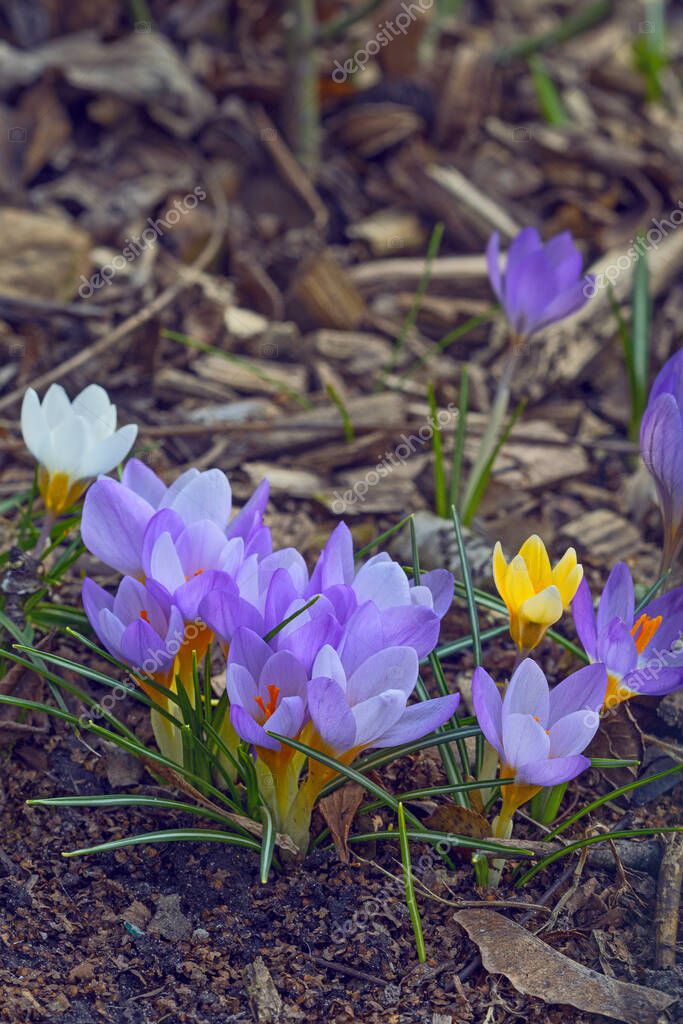 Flores de azafrán de color violeta y amarillo a principios de primavera ...