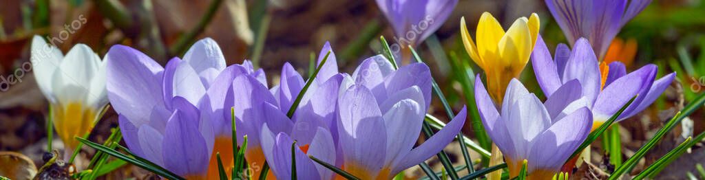 Flores de azafrán de color violeta y amarillo a principios de primavera ...
