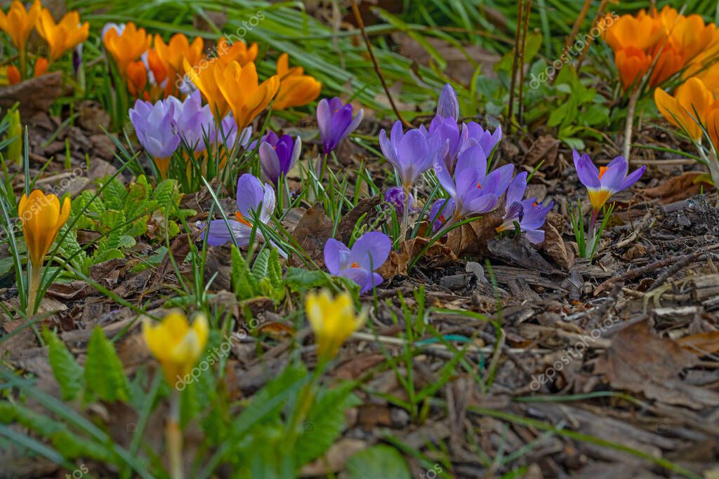 Flores de azafrán de color violeta y amarillo a principios de primavera ...